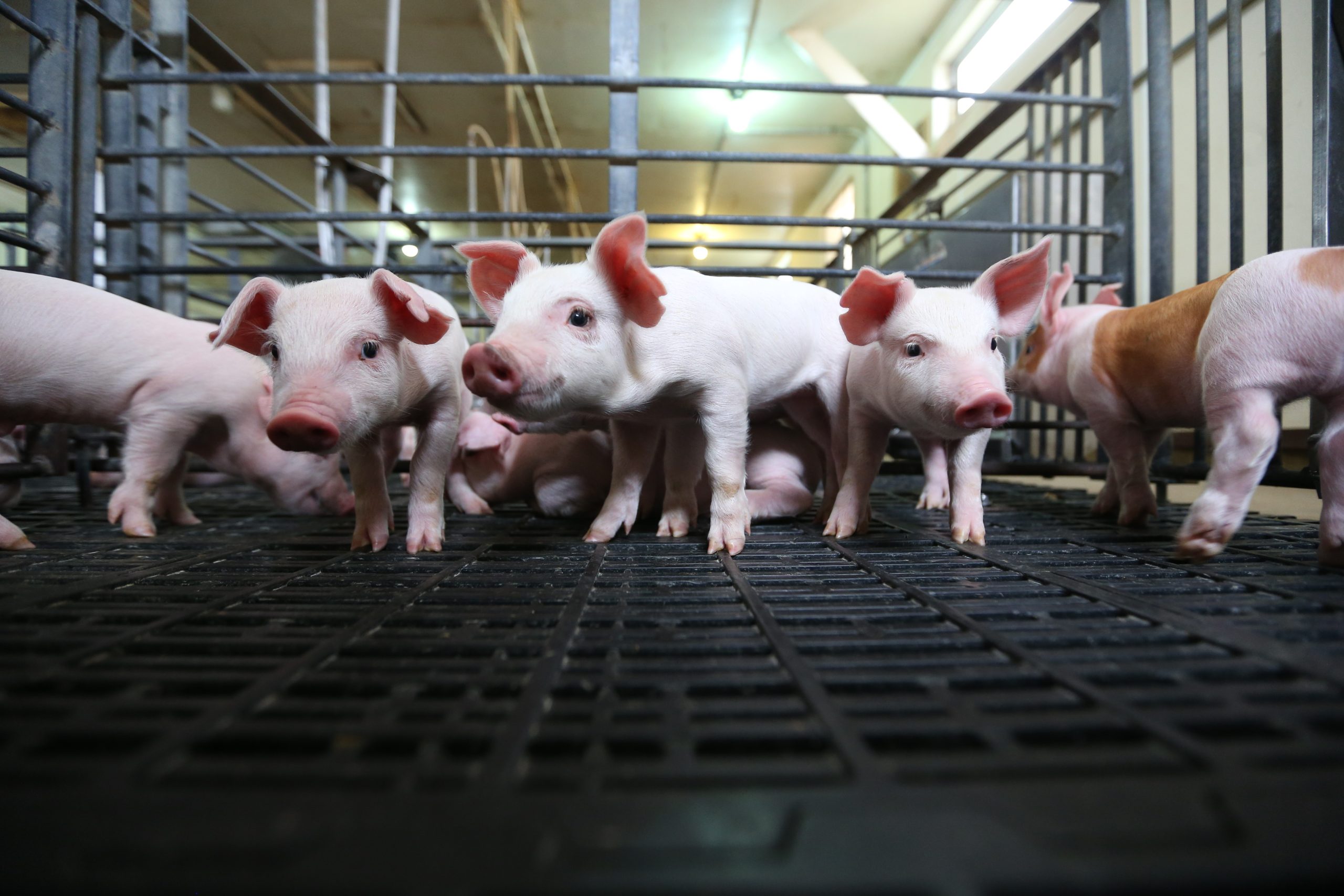 National Pig Day: Purdue innovations and related companies improve the ...